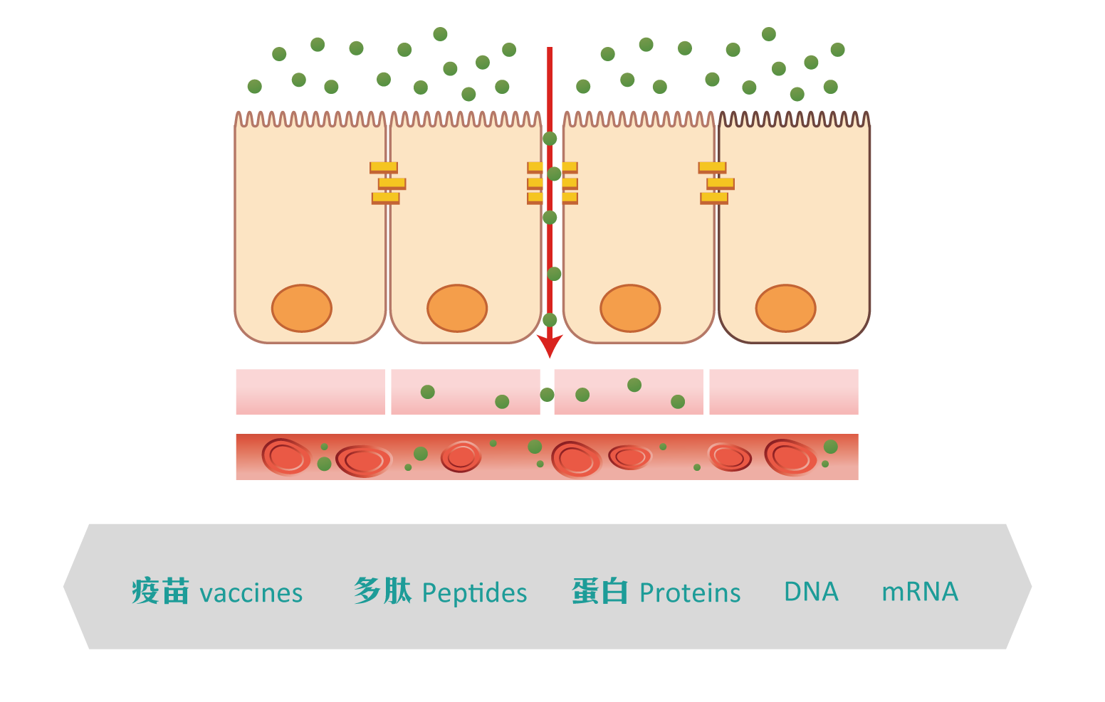核心技術 Core Technology – 鵬躍醫藥科技有限公司 PenTide Therapeutics Limited